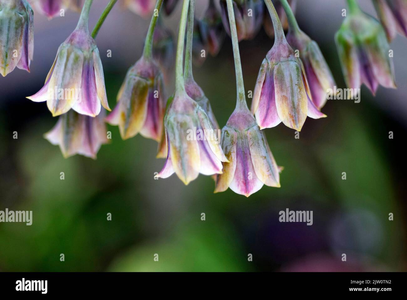 nectaroscordum,sicilian honey garlic Stock Photo - Alamy