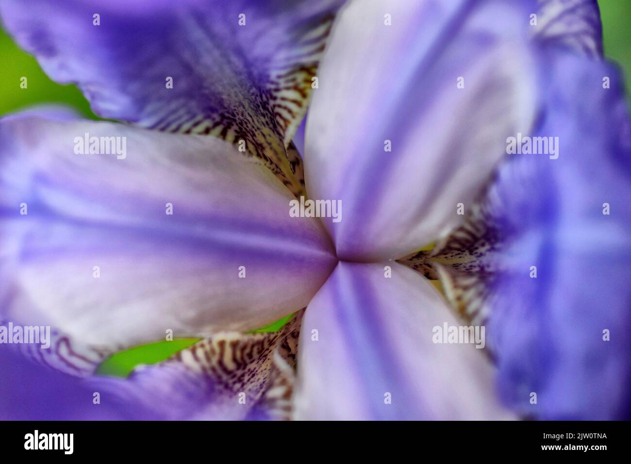 overhead shot of the centre of an iris Stock Photo - Alamy