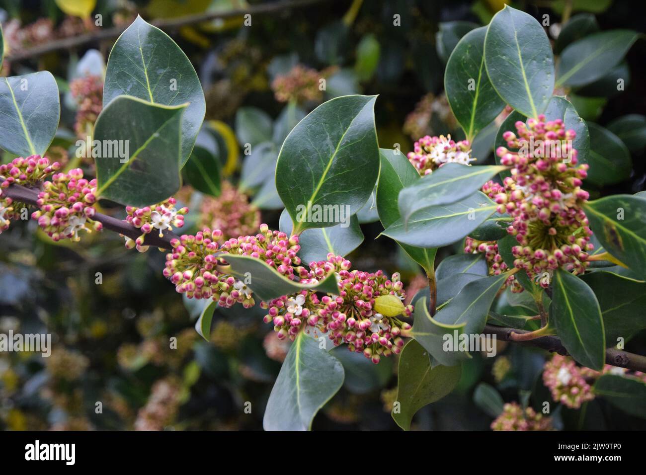 Common holly hi-res stock photography and images - Alamy