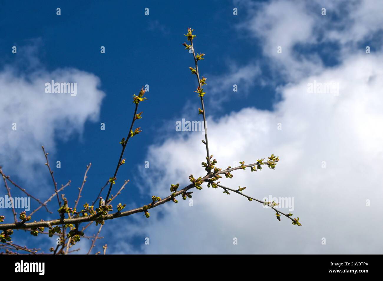 branches with new spring growth, england Stock Photo - Alamy