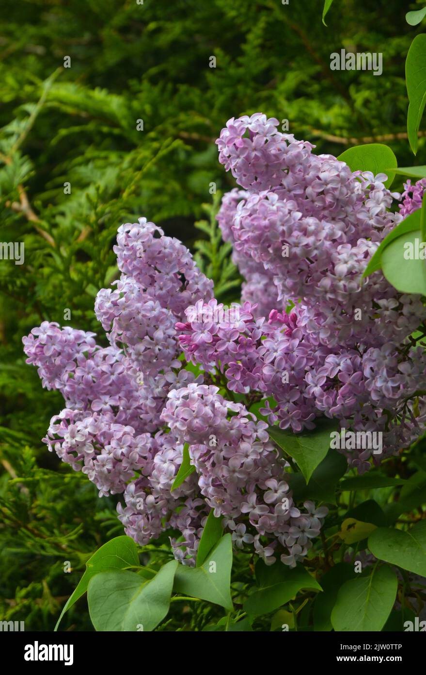 group of lilac flowers, Syringa vulgaris Stock Photo - Alamy