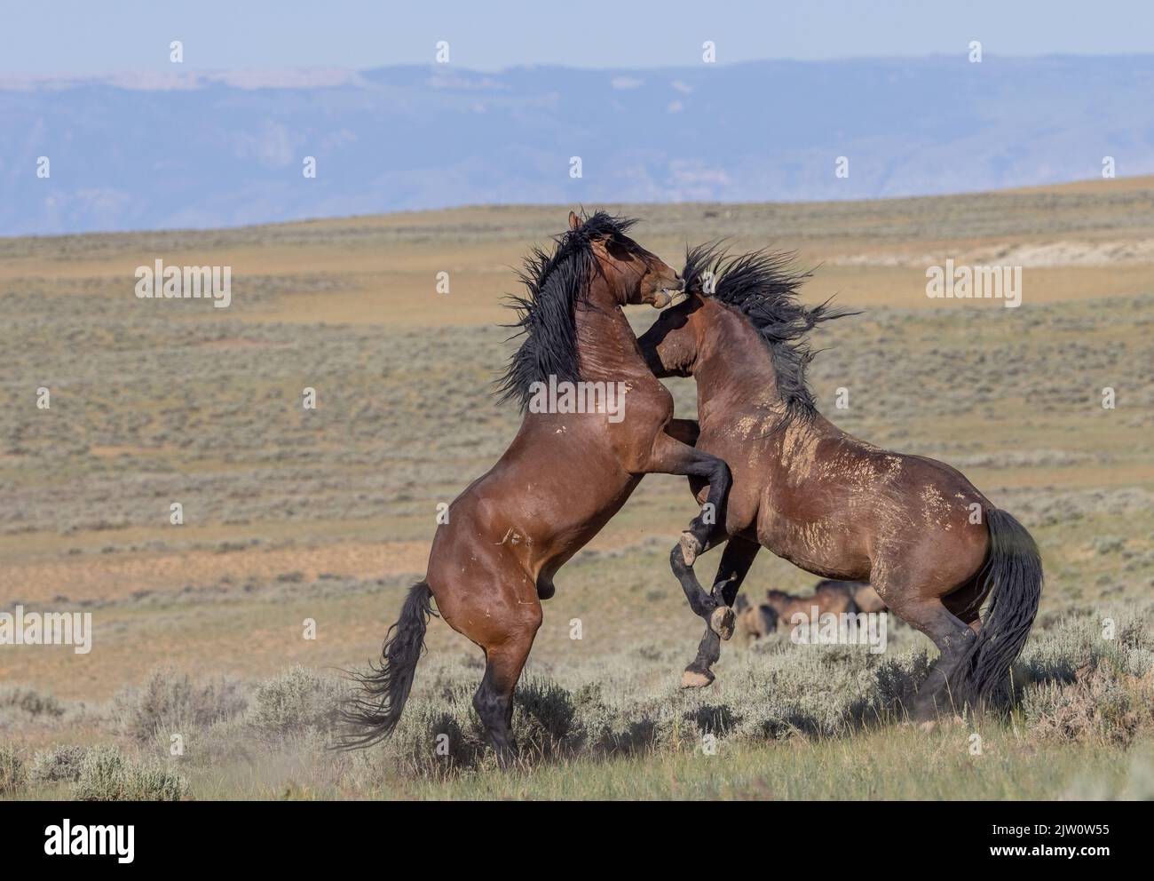 Wild Horse Stallions Fighting in the Wyomign Desert in Summer Stock ...