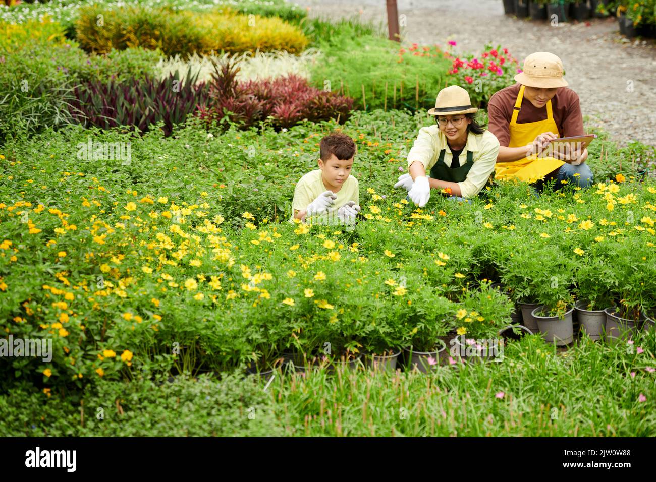 Preteen boy helping parents hi-res stock photography and images - Alamy