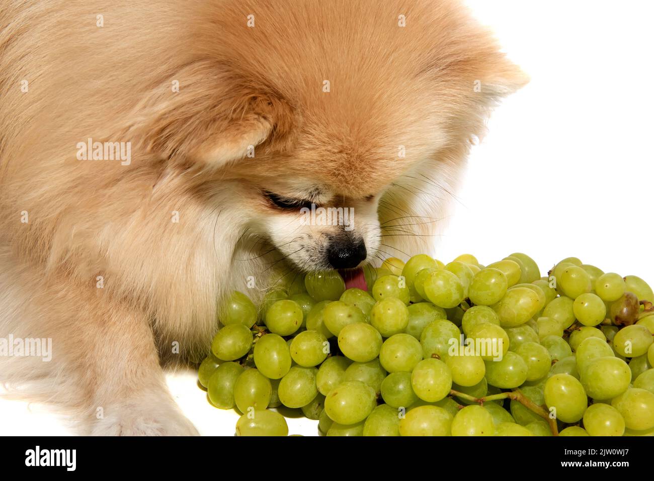 Pomeranian spitz eats fruit on a white background. Spitz isolate with ...