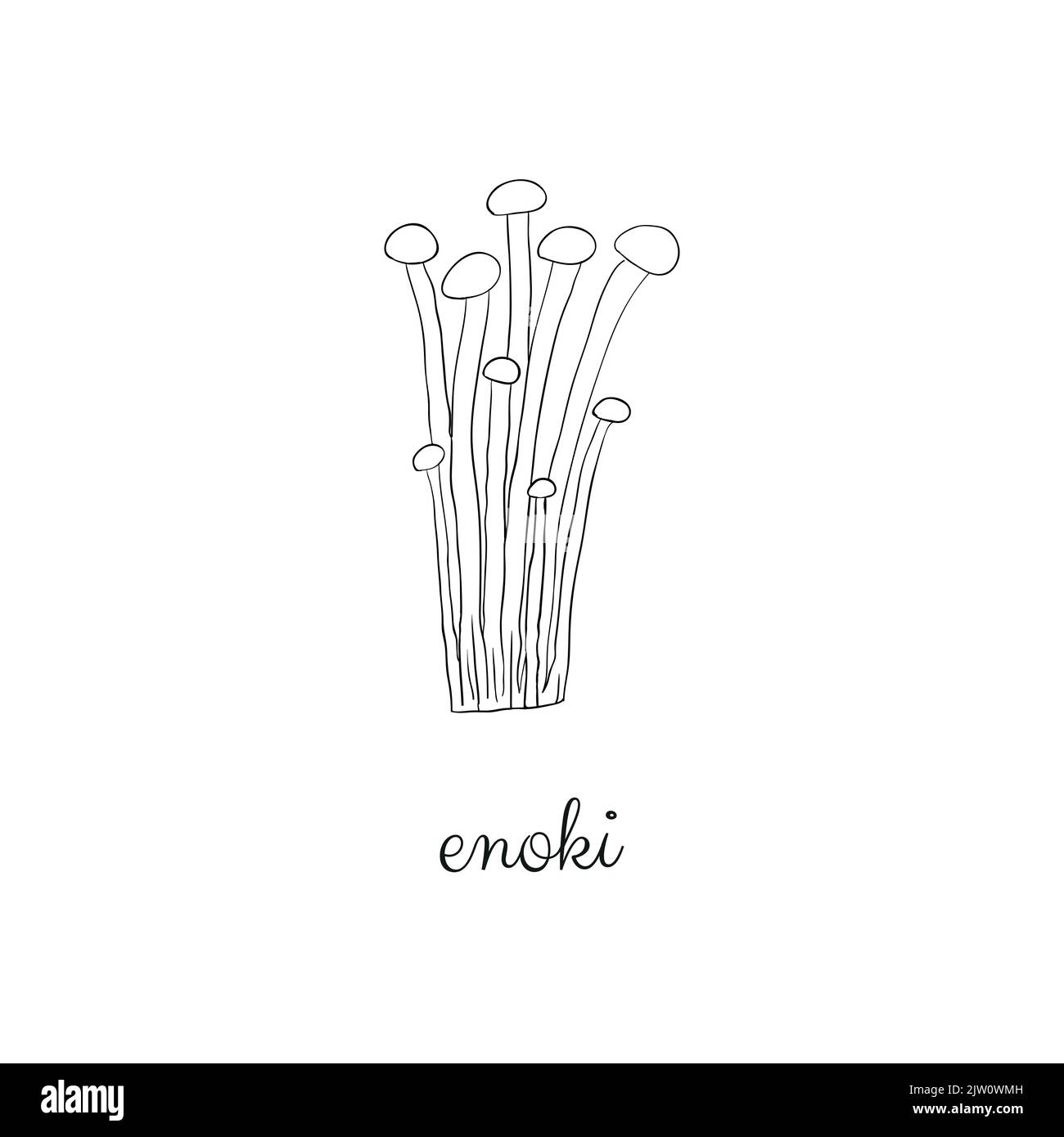 Doodle outline enoki mushrooms isolated on white background Stock ...