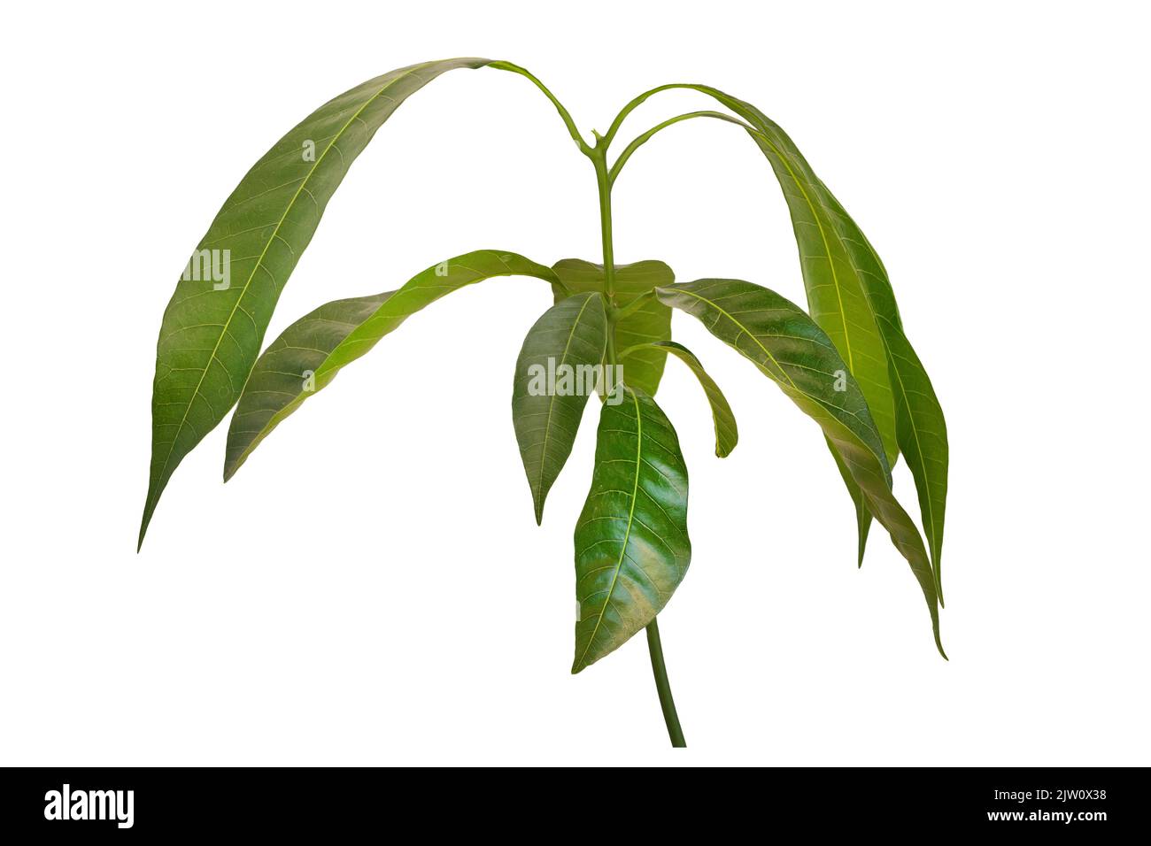 A mango tree isolated on white background. Conept for growing mangoes ...