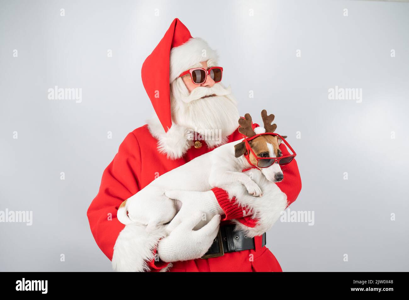 Portrait of santa claus in sunglasses and dog jack russell terrier in ...