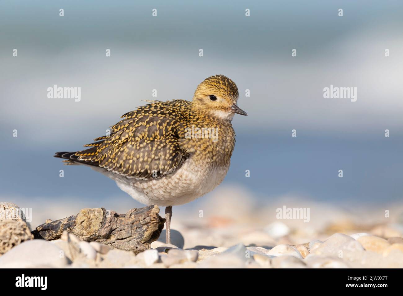 The European golden plover (Pluvialis apricaria), winter plumage, Italy ...