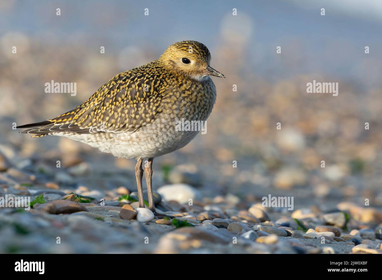 The European golden plover (Pluvialis apricaria), winter plumage, Italy ...