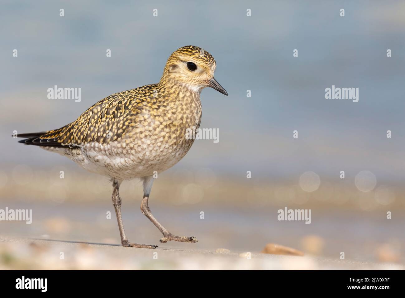 The European golden plover (Pluvialis apricaria), winter plumage, Italy ...