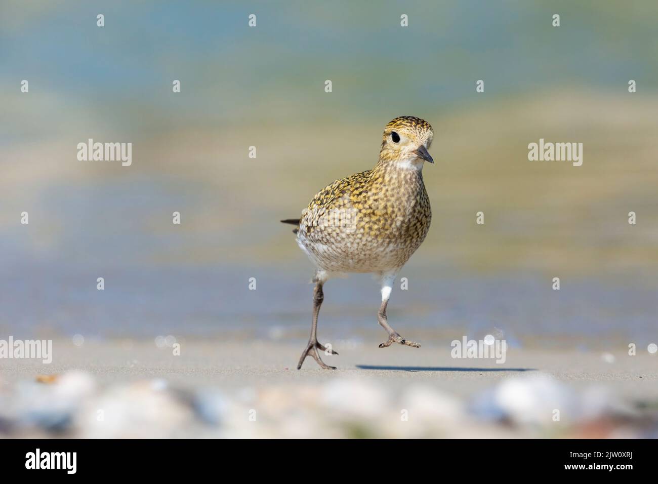 The European golden plover (Pluvialis apricaria), winter plumage, Italy ...