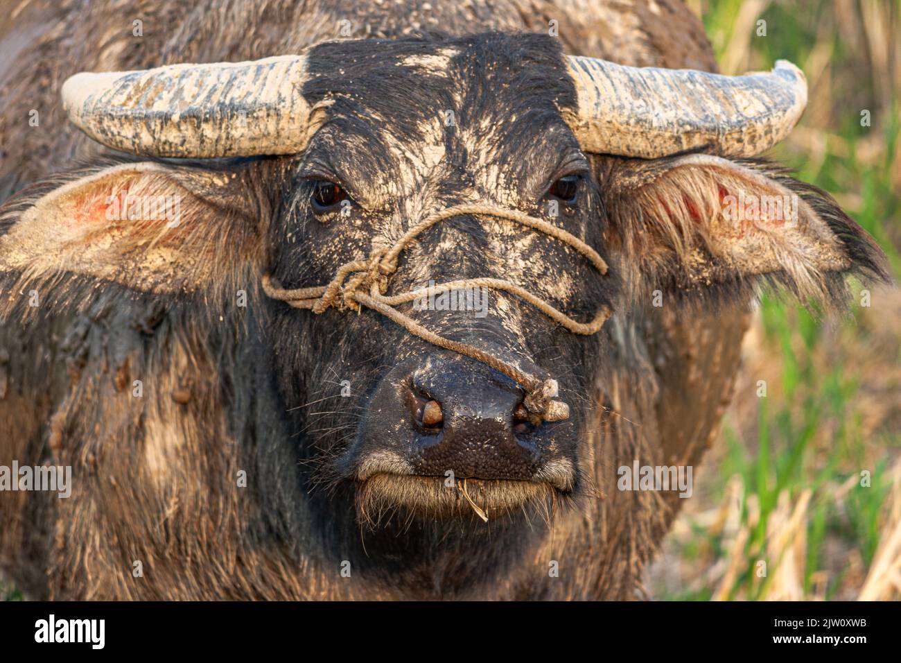 The face of a giant bufallo with its face tied with rope Stock Photo ...