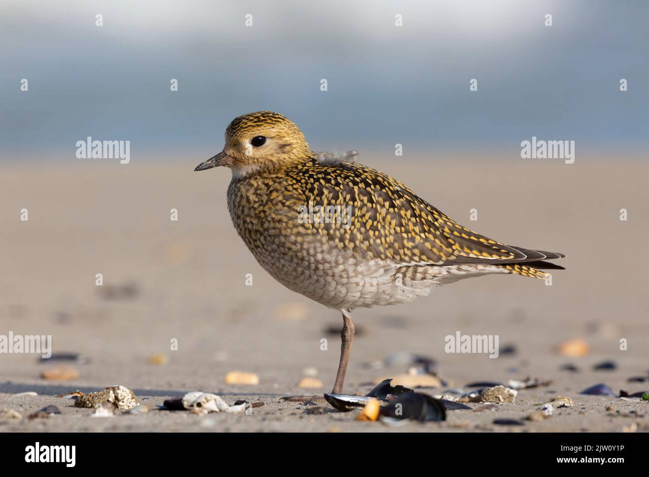 Golden plovers winter plumage hi-res stock photography and images - Alamy