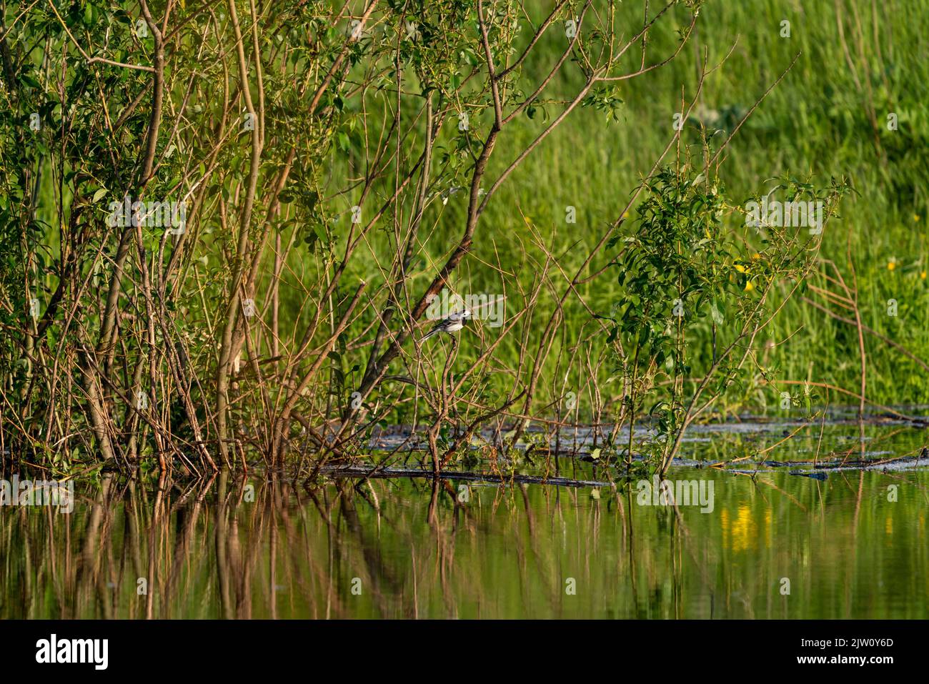 A beautiful shot of a white wagtail perched on branch in park near pond ...