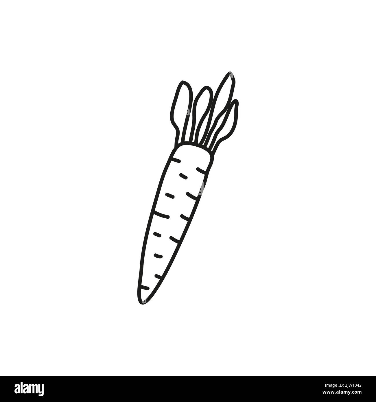 Carrot outline hi-res stock photography and images - Alamy
