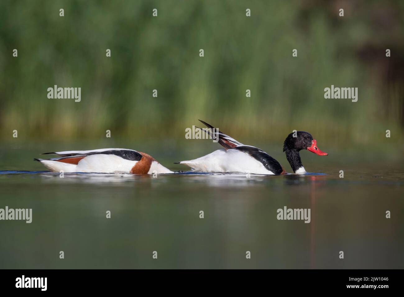 Common shelduck in natural habitat (Tadorna tadorna Stock Photo - Alamy