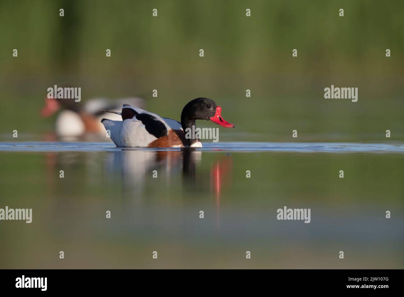 Common shelduck in natural habitat (Tadorna tadorna Stock Photo - Alamy