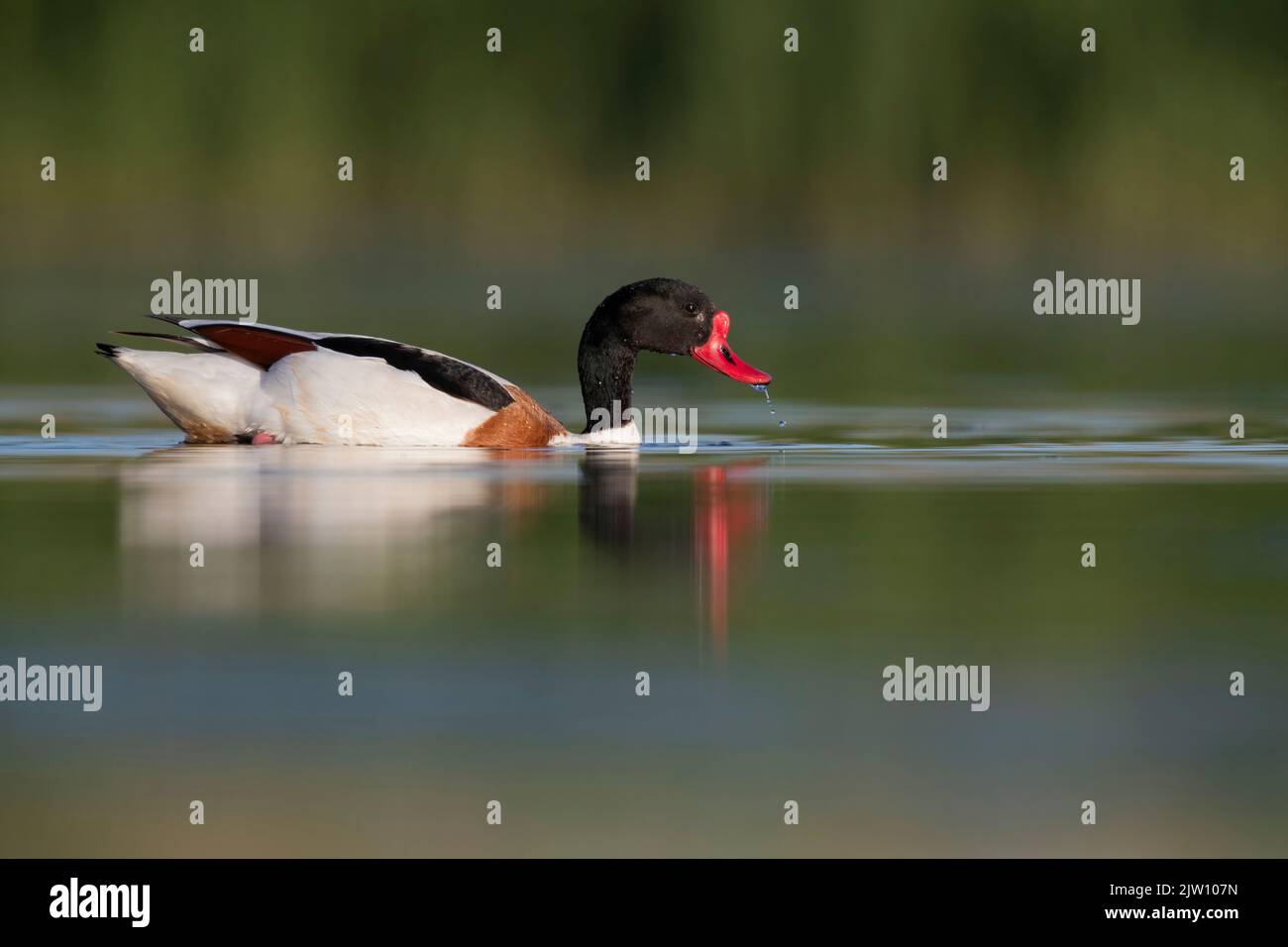 Common shelduck in natural habitat (Tadorna tadorna Stock Photo - Alamy