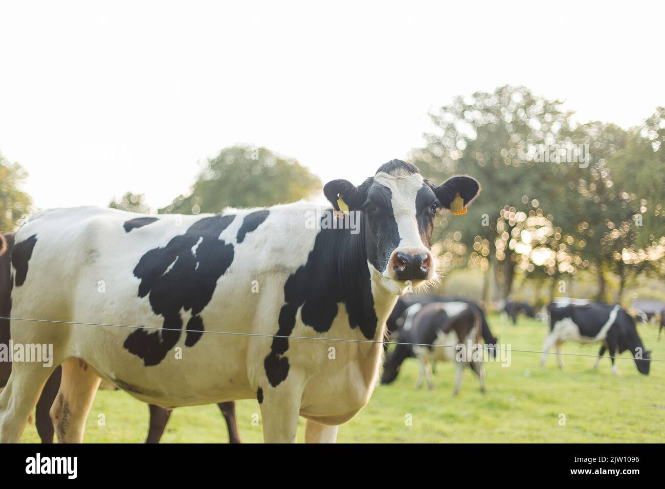 Close up of a cow looking at the camera hi-res stock photography and ...