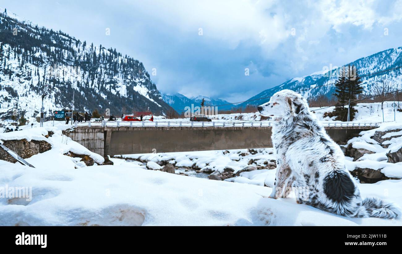 A dog in snowy landscape. An image from Manali, Himachal Pradesh, India ...