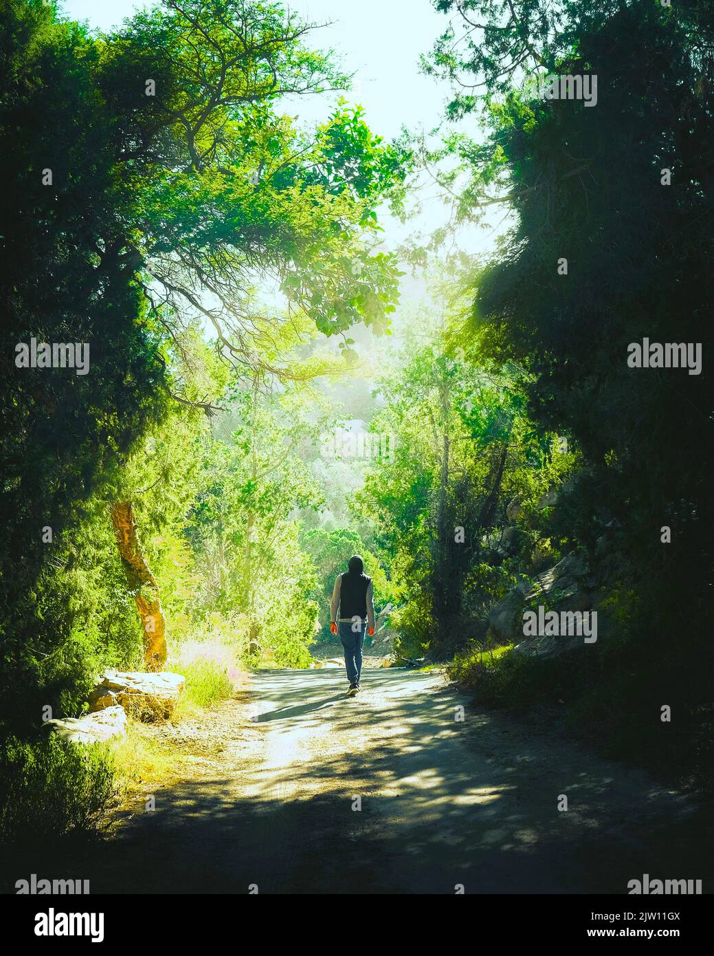 Man walks into a forest park in Tanomah, Saudi Arabia Stock Photo - Alamy