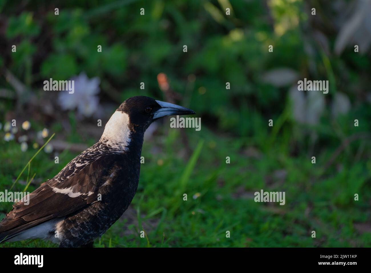 A brown and white Australian magpie (Gymnorhina tibicen) standing on ...