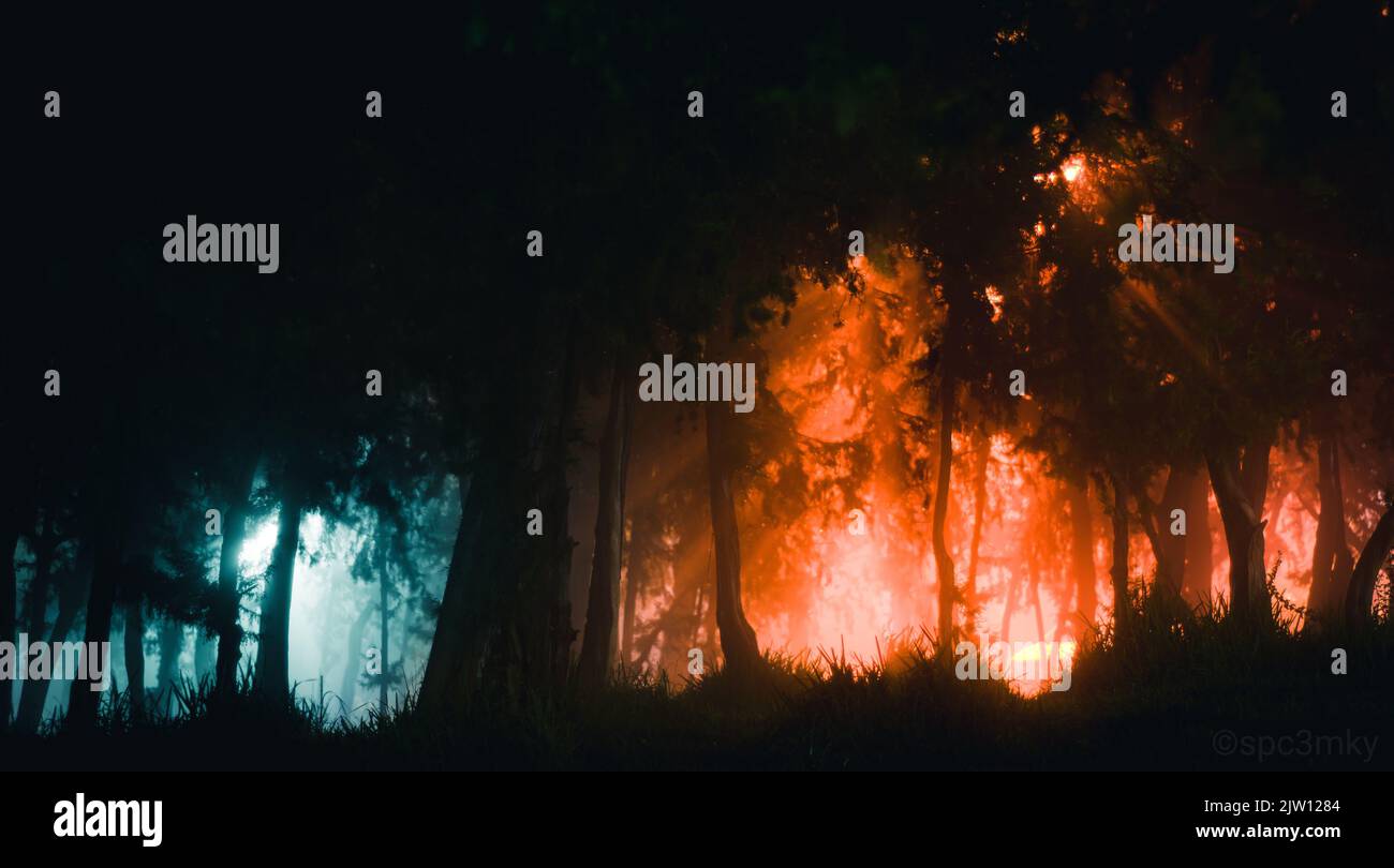 Light shines through trees in a forest at night Stock Photo - Alamy