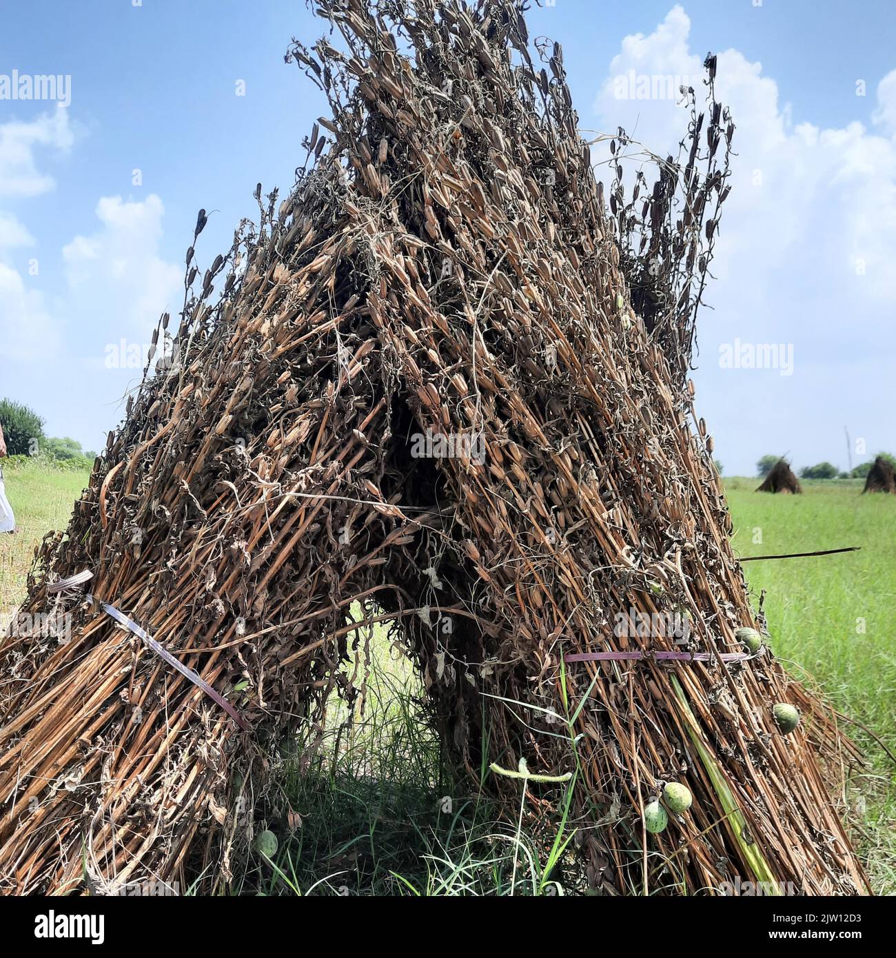 Park and outdoor natural background Stock Photo - Alamy