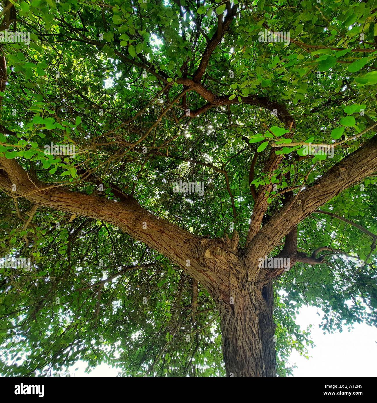 Park and outdoor natural background Stock Photo - Alamy