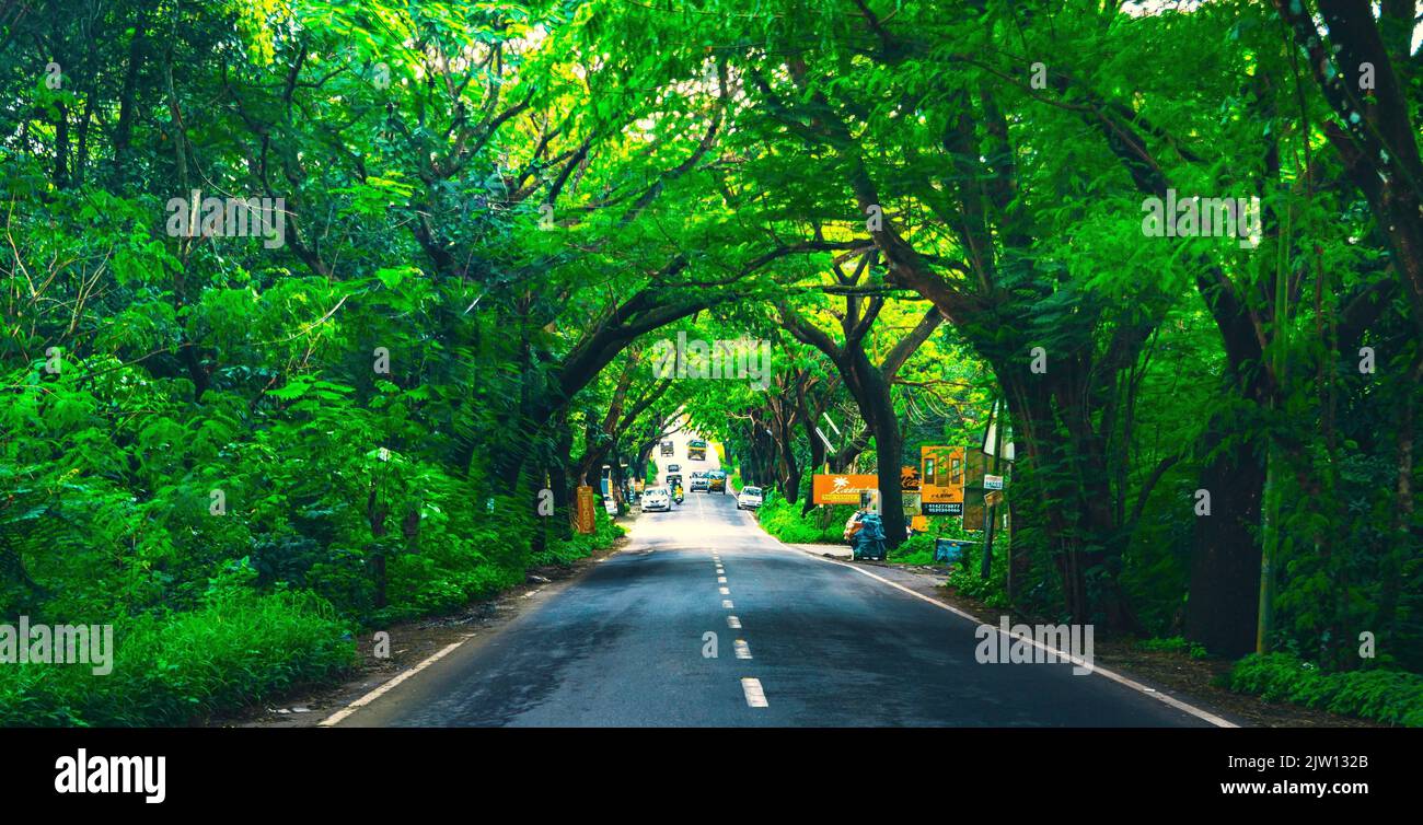 A road covered by trees in Kerala Stock Photo - Alamy