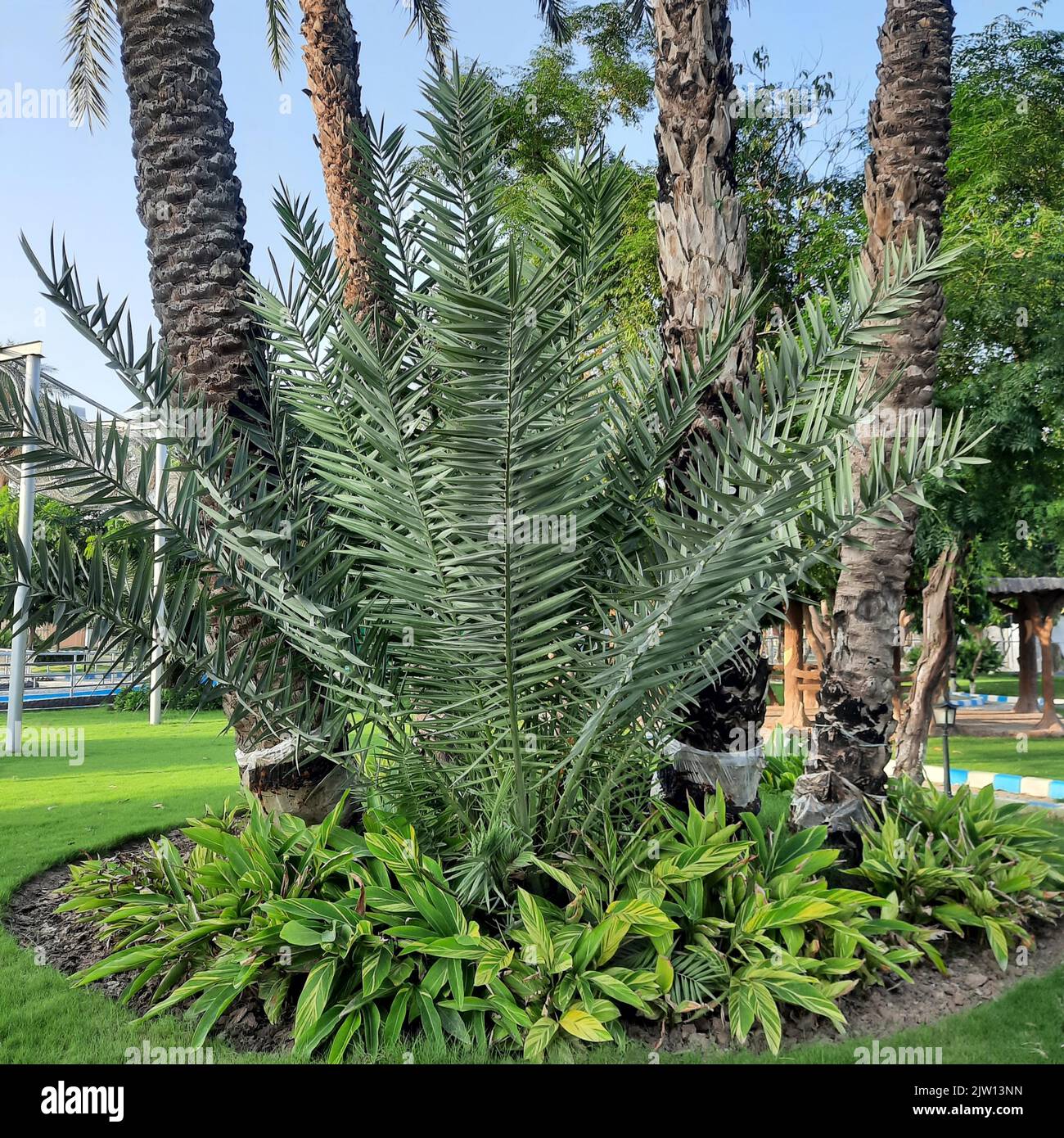 Park and outdoor natural background Stock Photo - Alamy