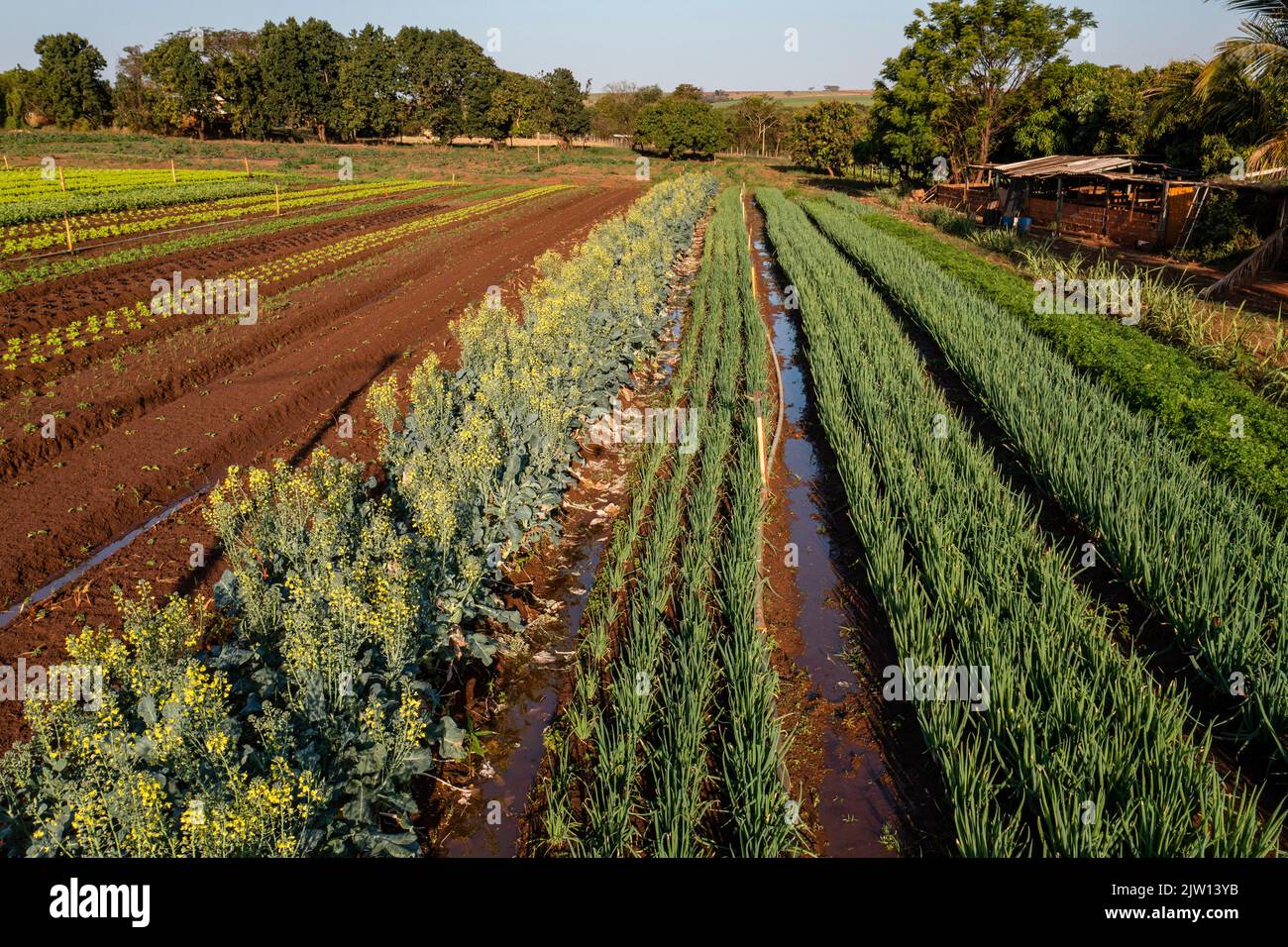 Vegetables plantations hi-res stock photography and images - Alamy