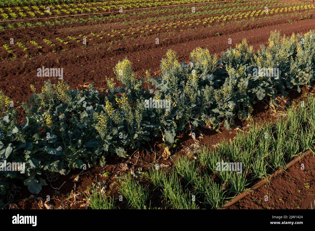 Vegetables plantations hi-res stock photography and images - Alamy