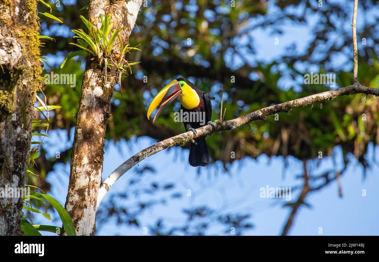 On the Osa Peninsula in Costa Rica. A beautiful variegated Swainson's ...