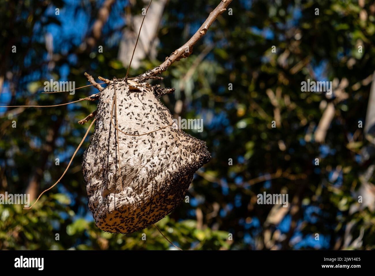 A large bee hive affixed to a tree branch with many insects outside ...