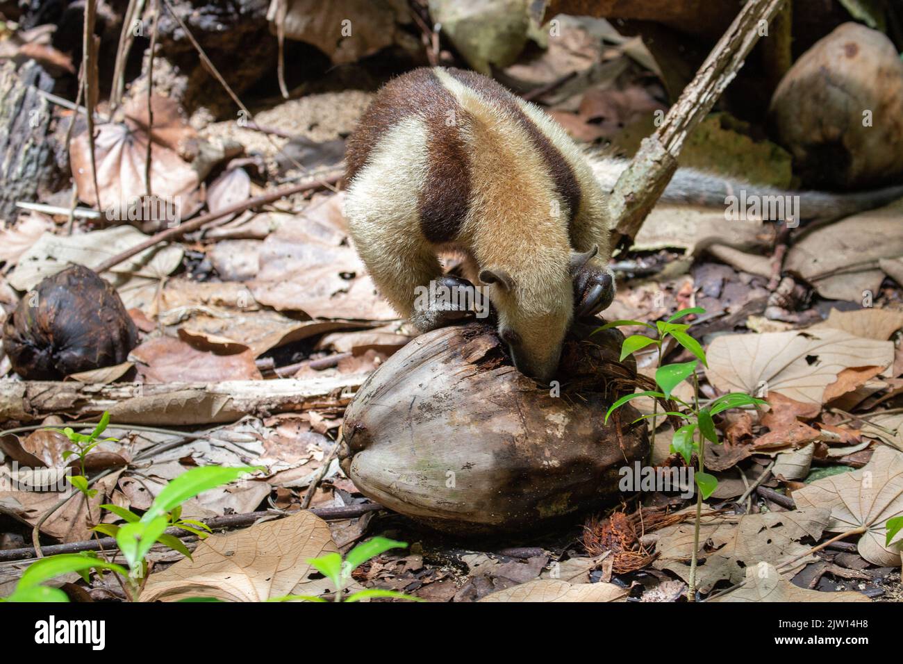 Head in coconut hi-res stock photography and images - Alamy