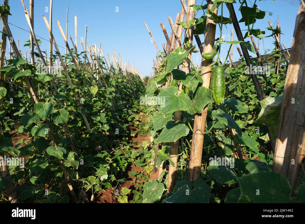 Cucumber plantation supported by bamboo stakes Stock Photo - Alamy