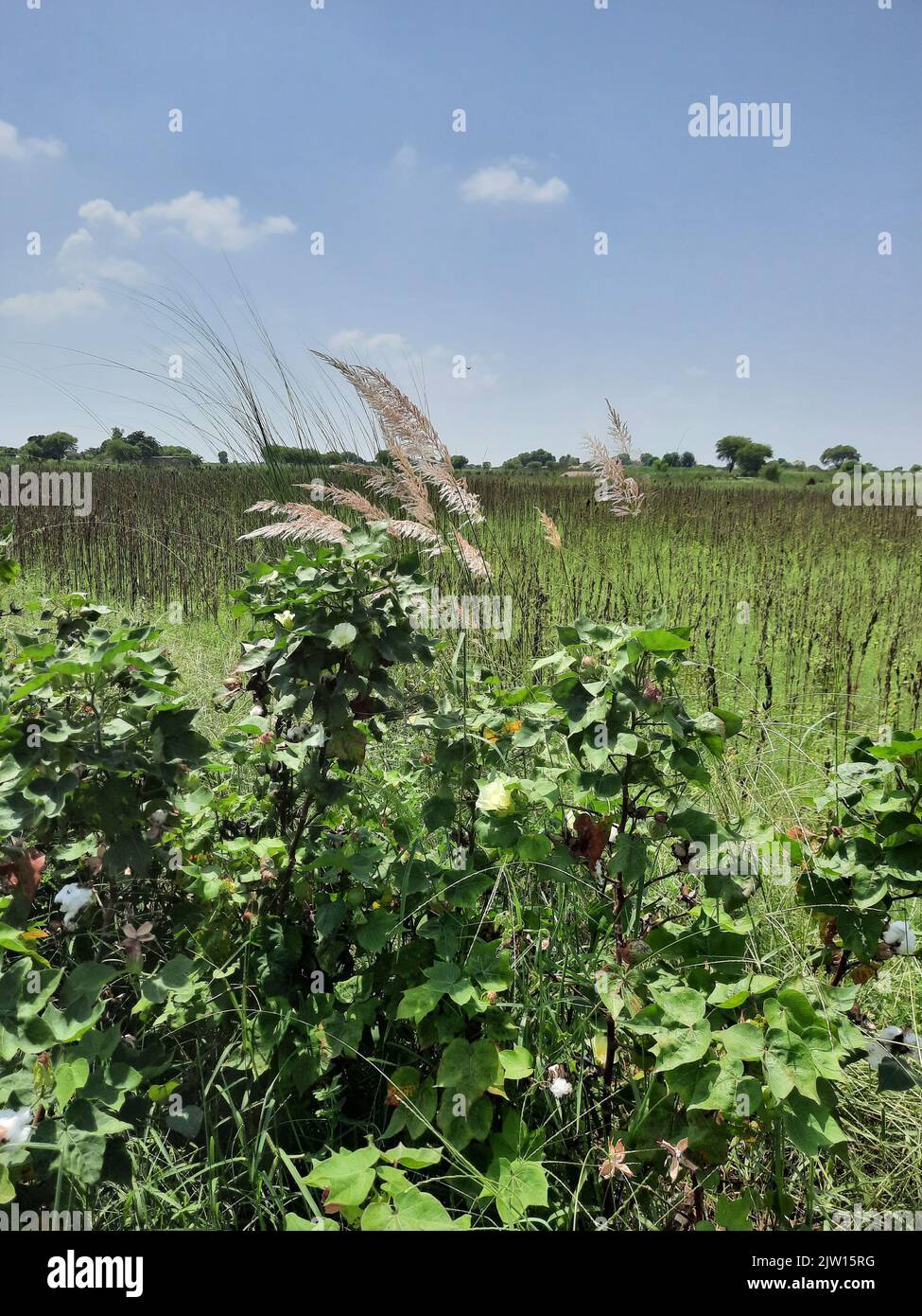 Park and outdoor natural background Stock Photo - Alamy