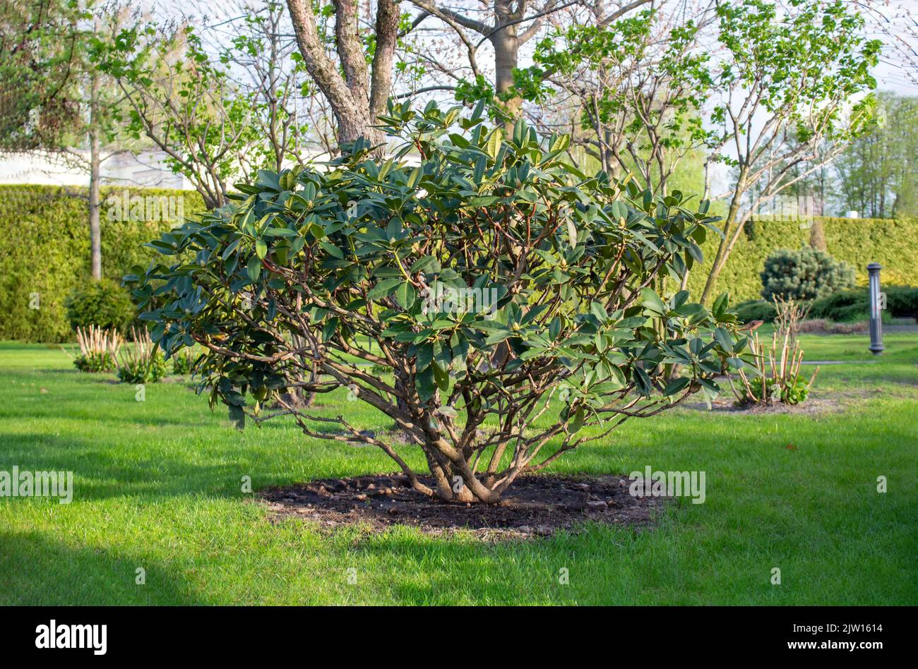 Rhododendron tree before flowering grows in the garden Stock Photo - Alamy