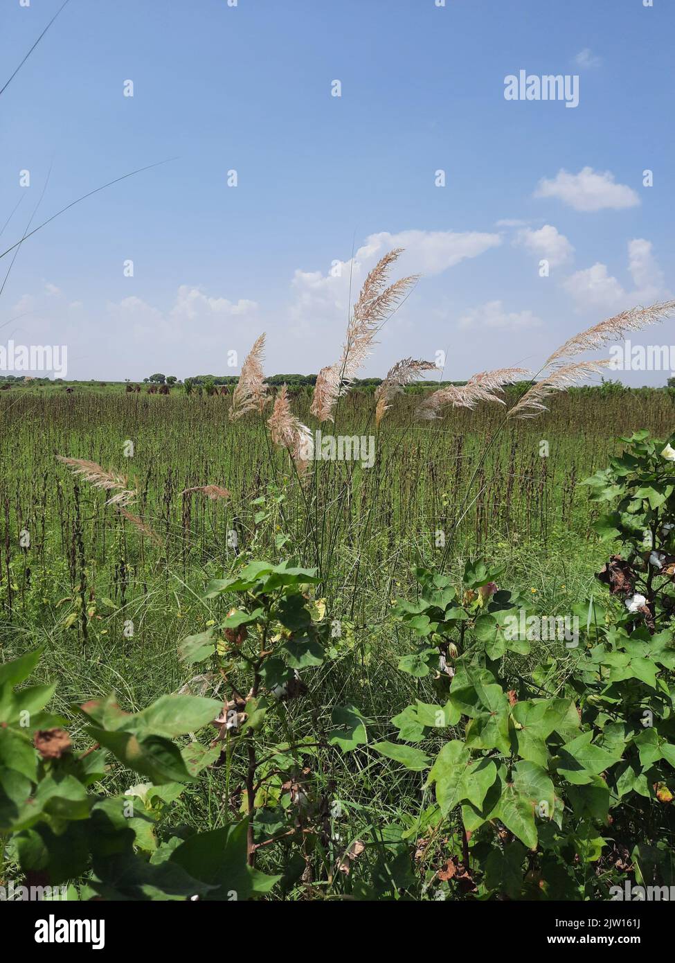 Park and outdoor natural background Stock Photo - Alamy