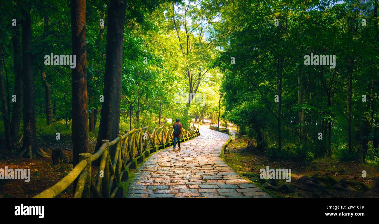Man walks through pathway in a forest park Stock Photo - Alamy