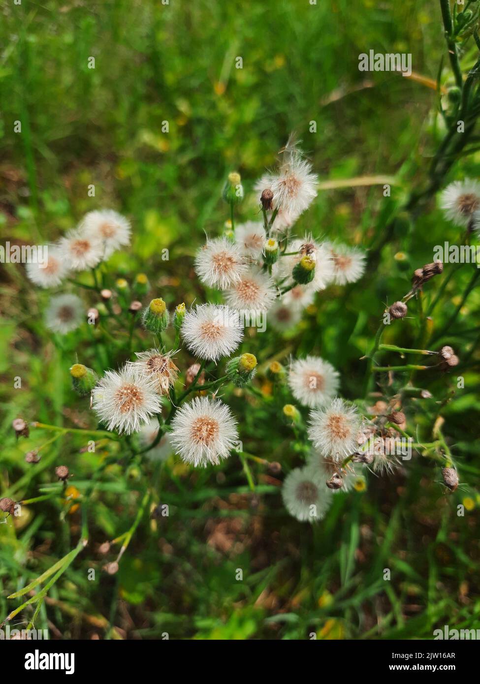 Park and outdoor natural background Stock Photo - Alamy