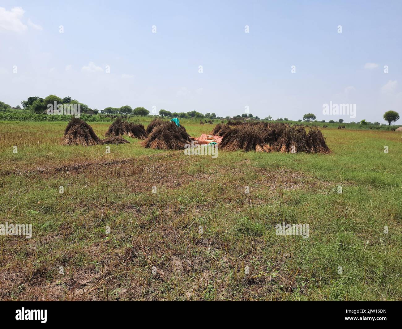 Park and outdoor natural background Stock Photo - Alamy