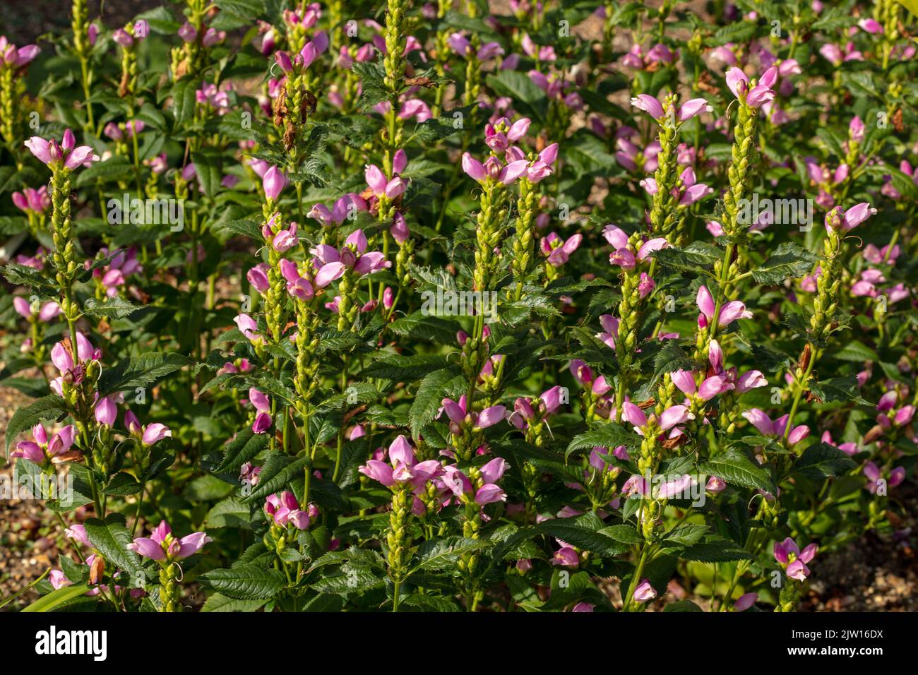 Chelone obliqua, pink turtlehead, red turtlehead, rose turtlehead ...