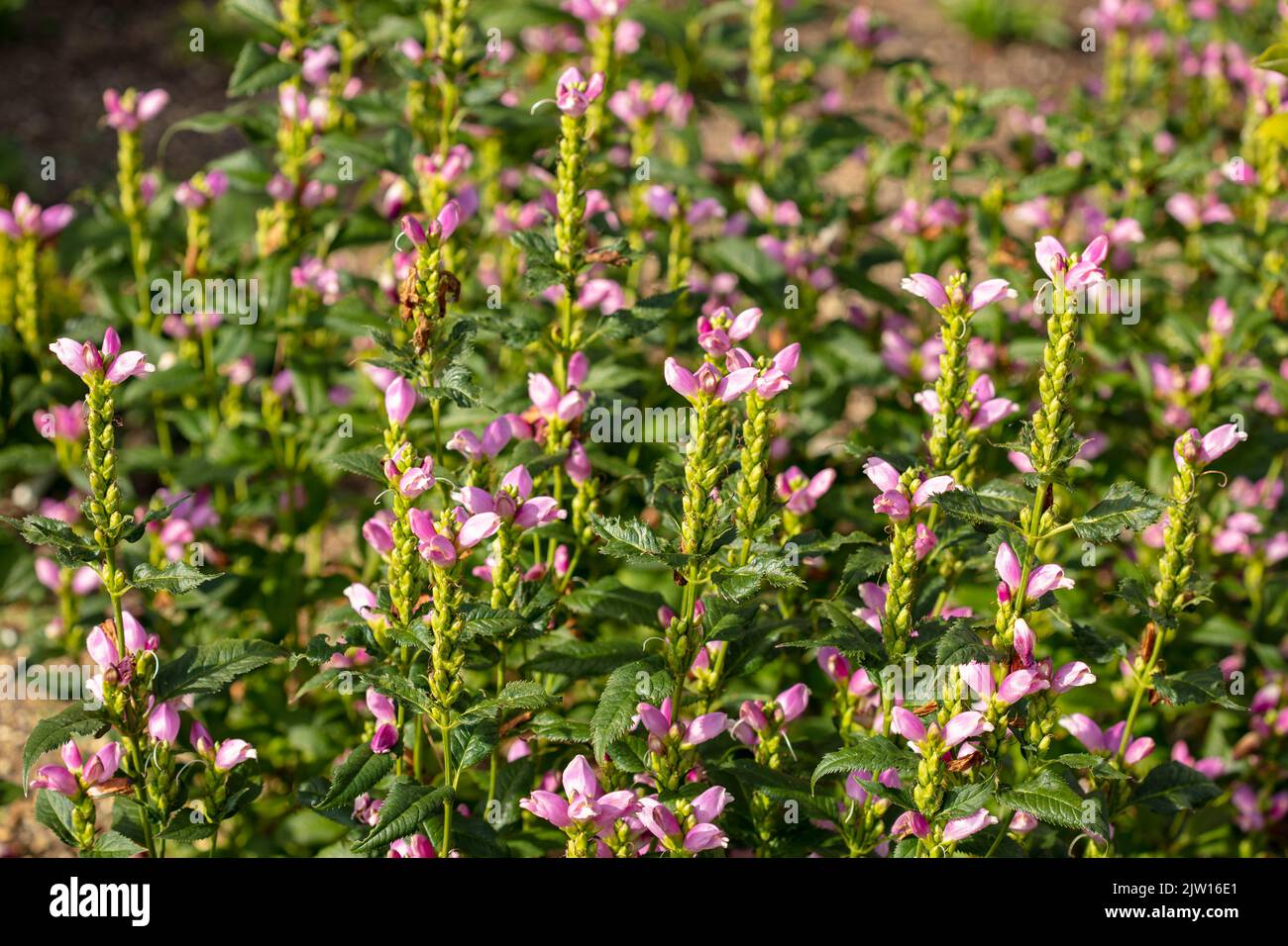 Chelone obliqua, pink turtlehead, red turtlehead, rose turtlehead ...