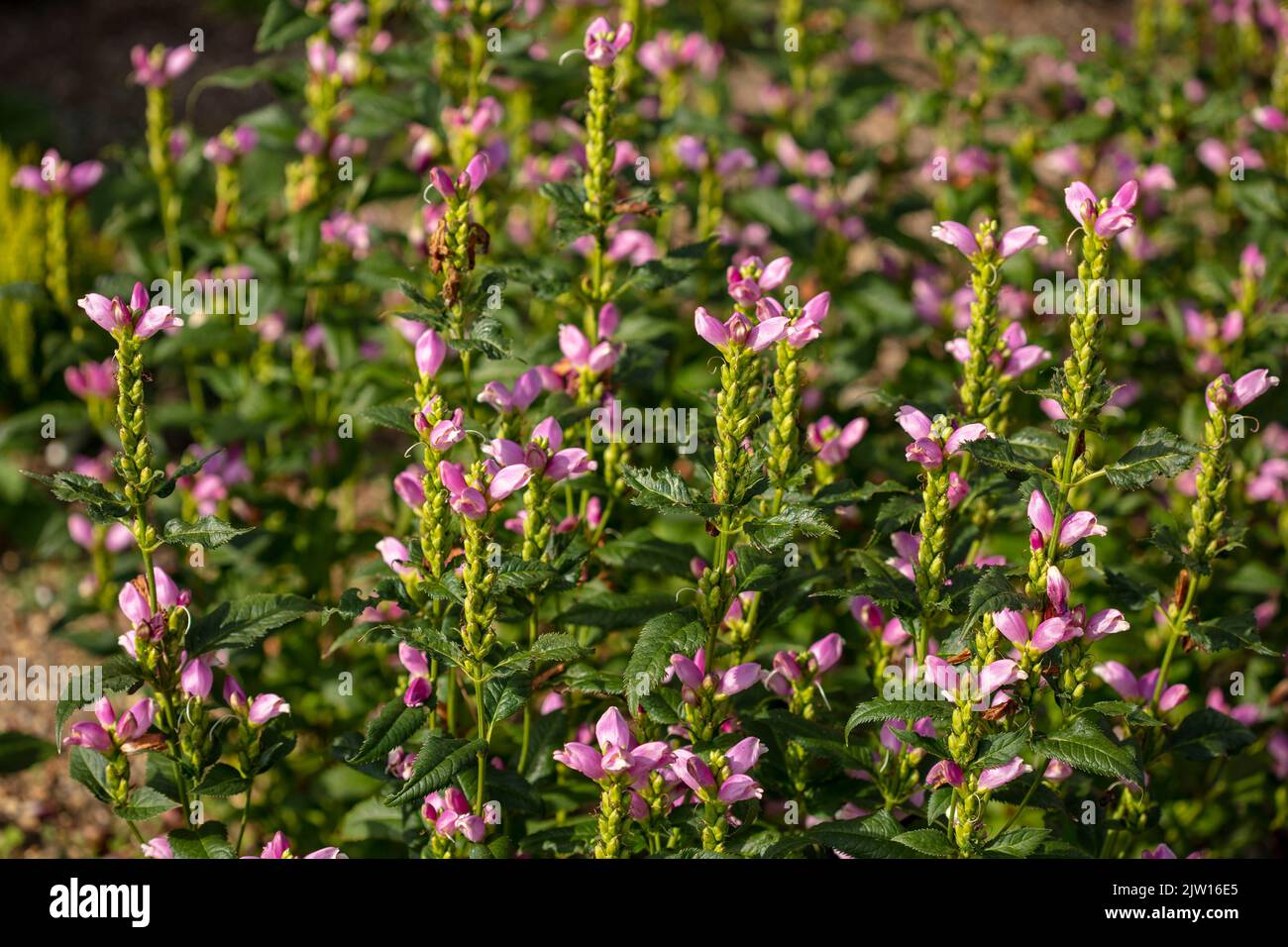 Chelone obliqua, pink turtlehead, red turtlehead, rose turtlehead ...