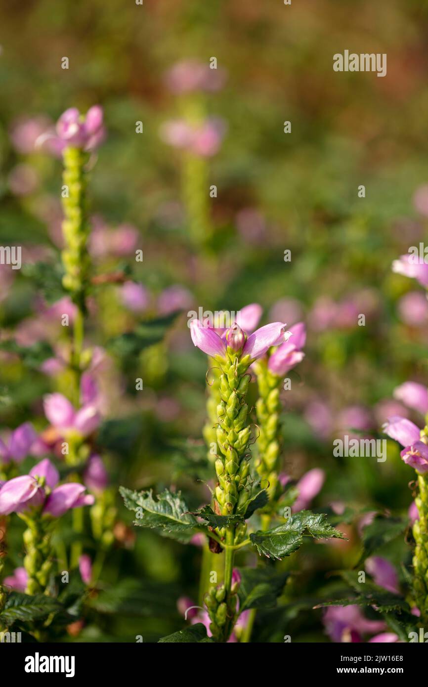 Chelone obliqua, pink turtlehead, red turtlehead, rose turtlehead ...