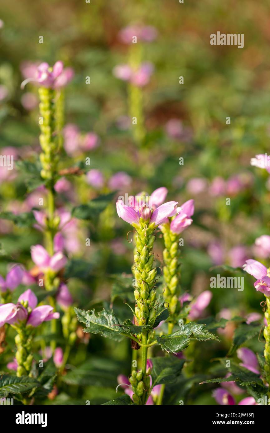 Chelone obliqua, pink turtlehead, red turtlehead, rose turtlehead ...