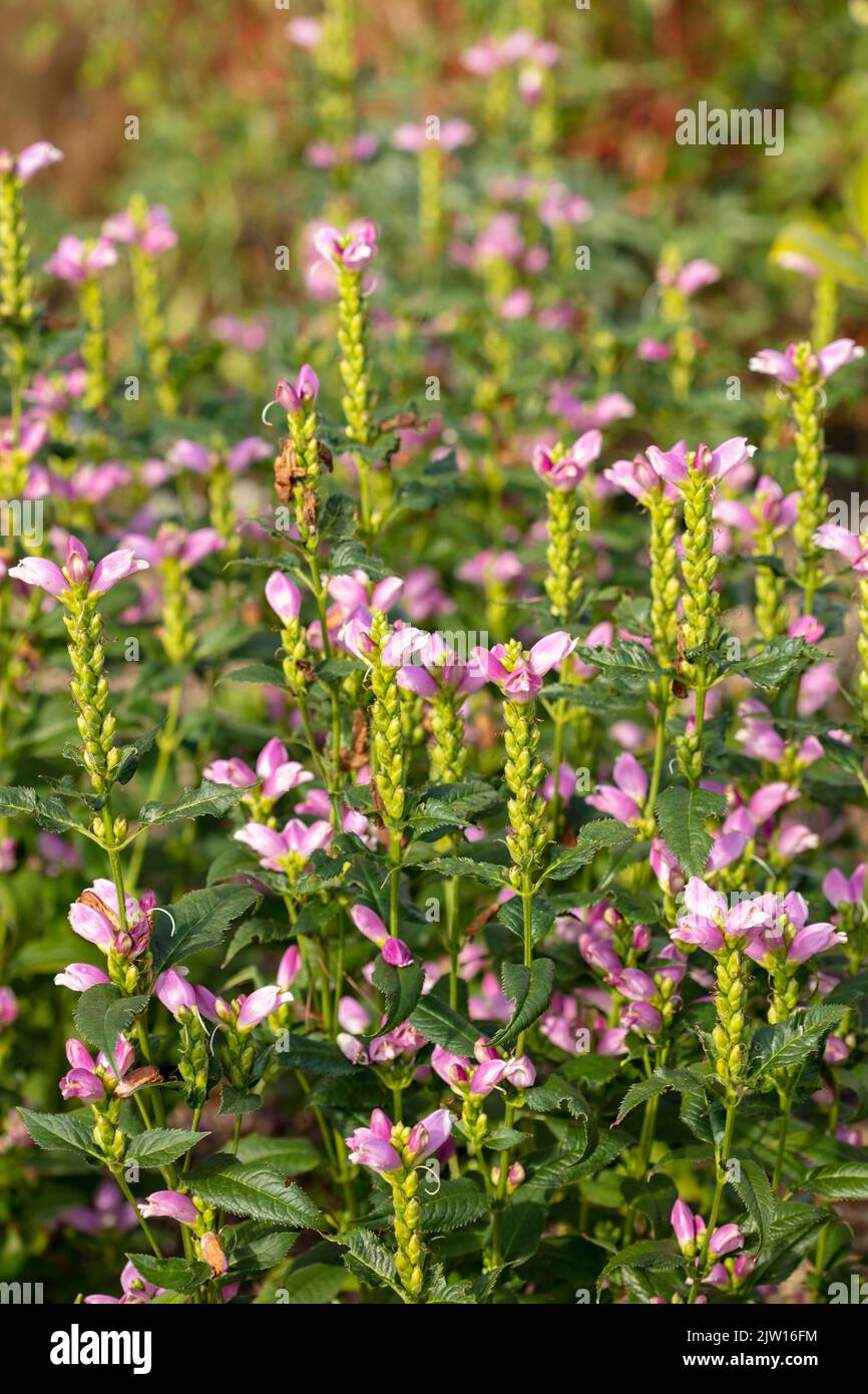Chelone obliqua, pink turtlehead, red turtlehead, rose turtlehead ...