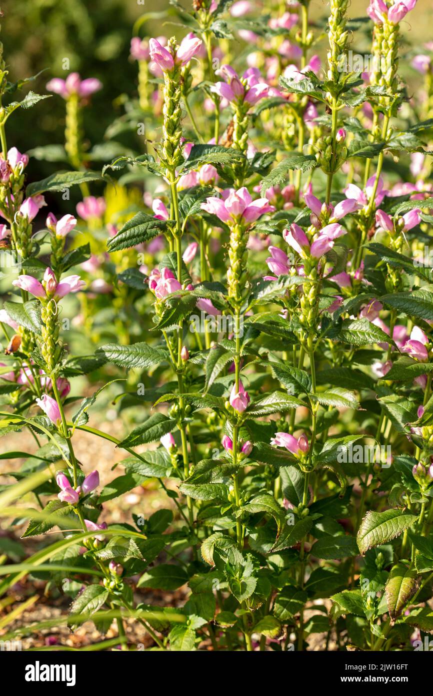 Chelone obliqua, pink turtlehead, red turtlehead, rose turtlehead ...